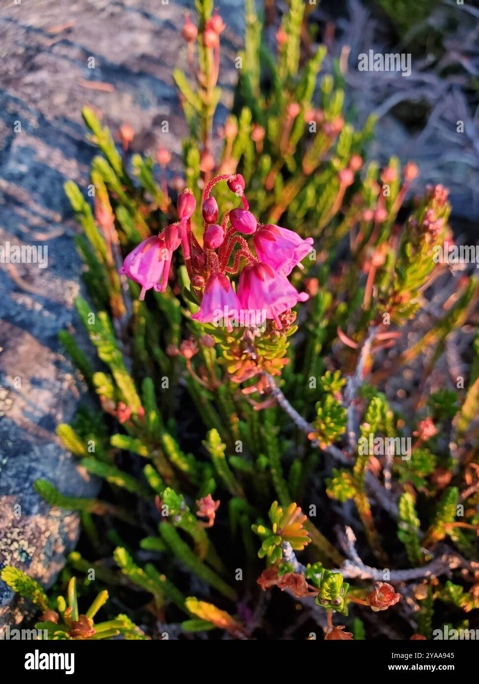 pink mountainheath (Phyllodoce empetriformis) Plantae Stock Photo - Alamy