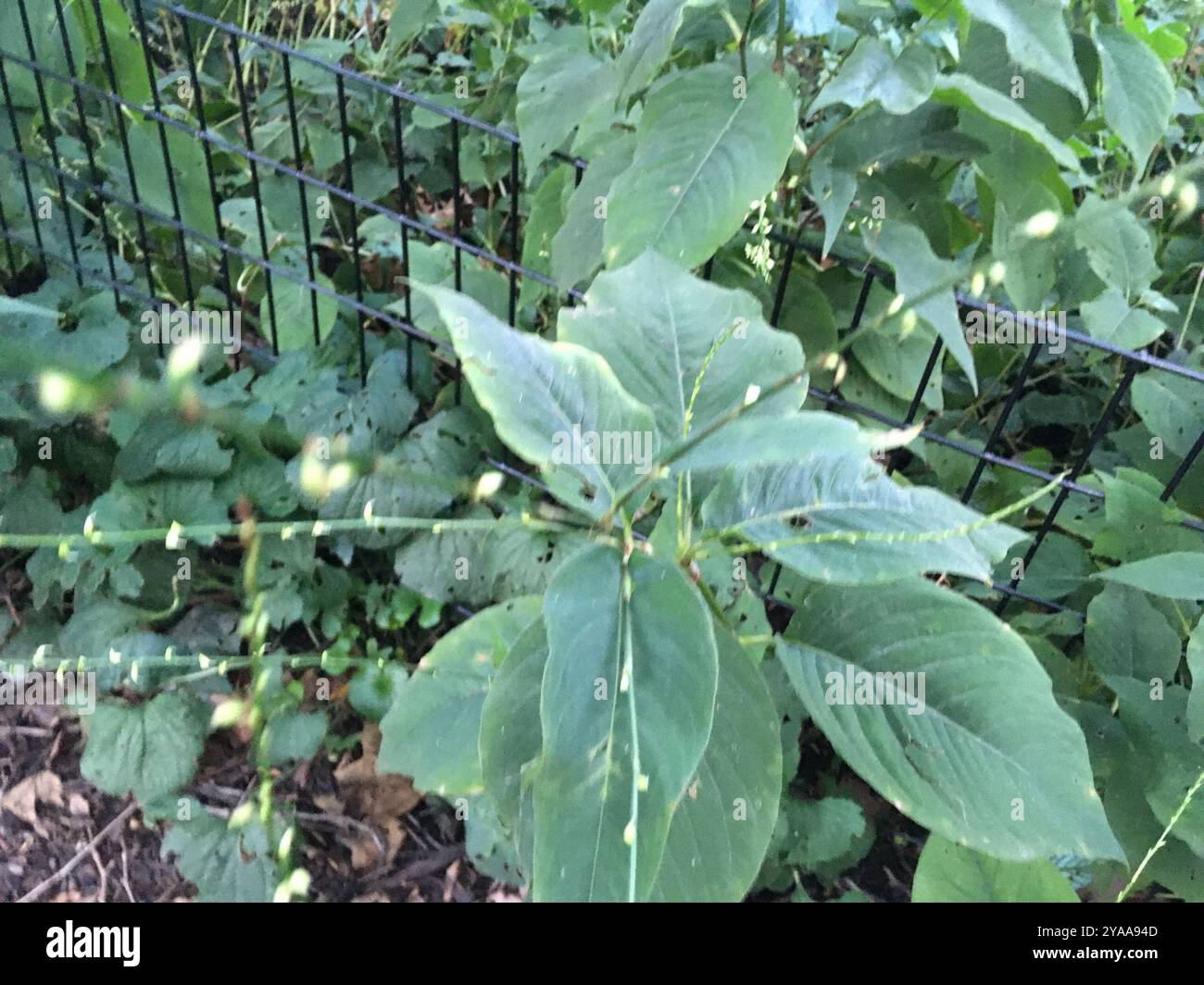 American jumpseed (Persicaria virginiana) Plantae Stock Photo - Alamy