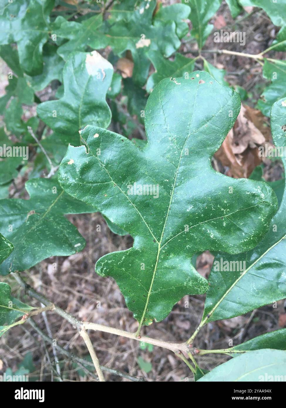 post oak (Quercus stellata) Plantae Stock Photo - Alamy
