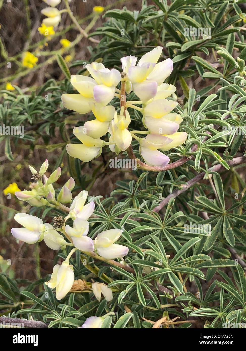 coastal bush lupine (Lupinus arboreus) Plantae Stock Photo - Alamy