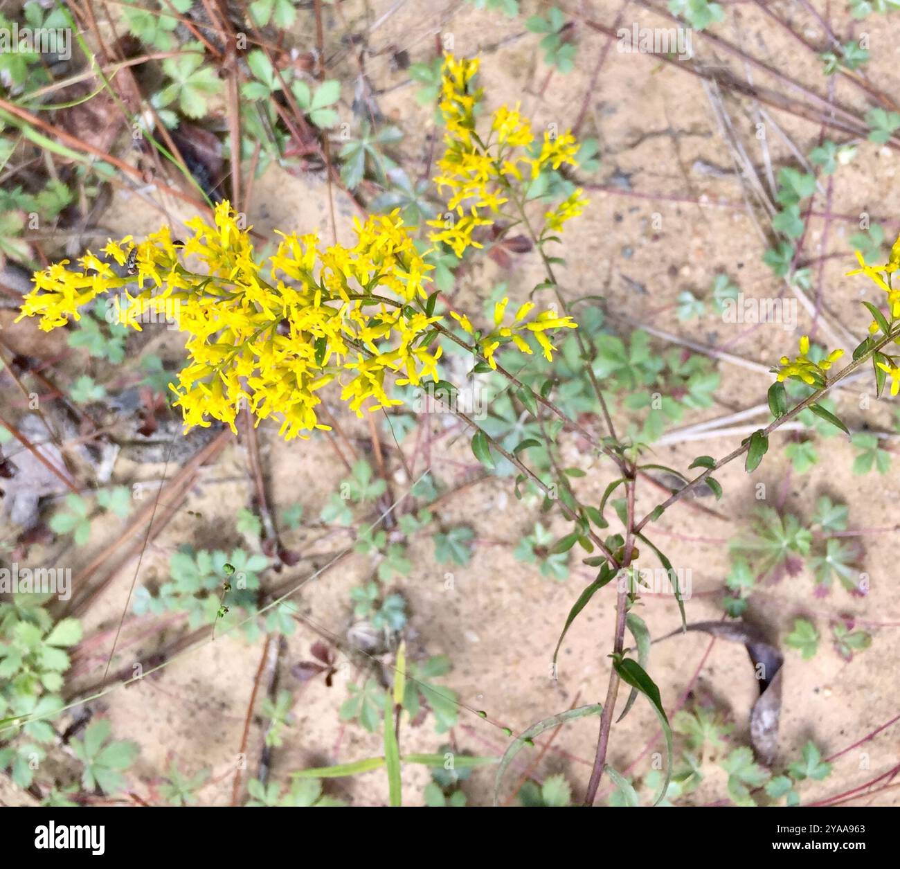 Sweet Goldenrod (Solidago odora) Plantae Stock Photo - Alamy