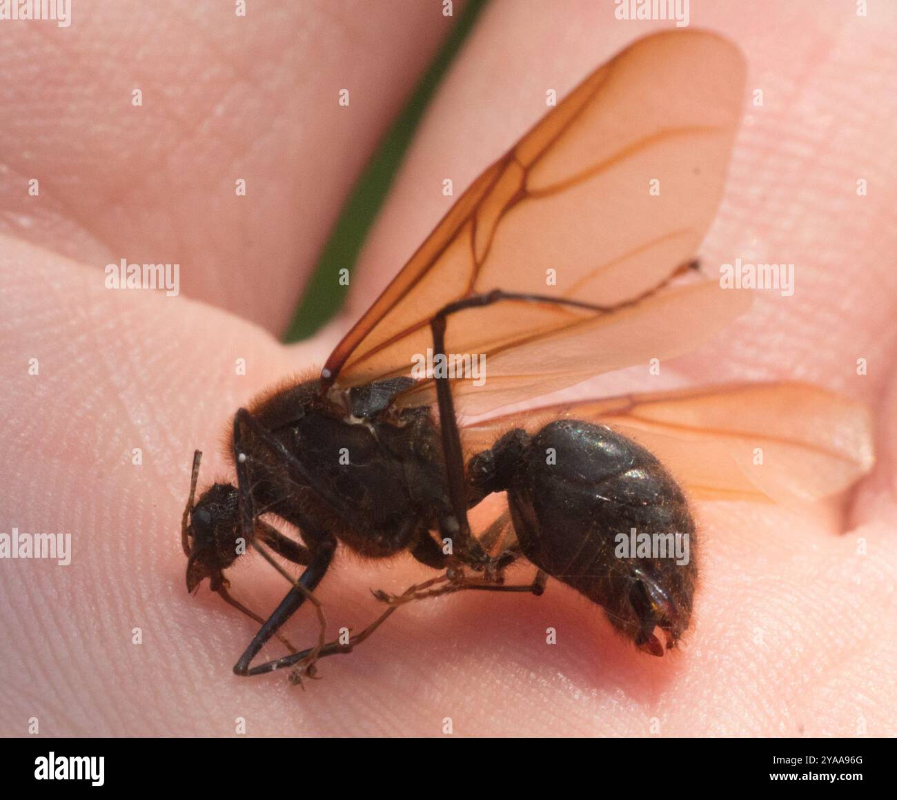 Atta Leaf-cutter Ants (Atta) Insecta Stock Photo - Alamy