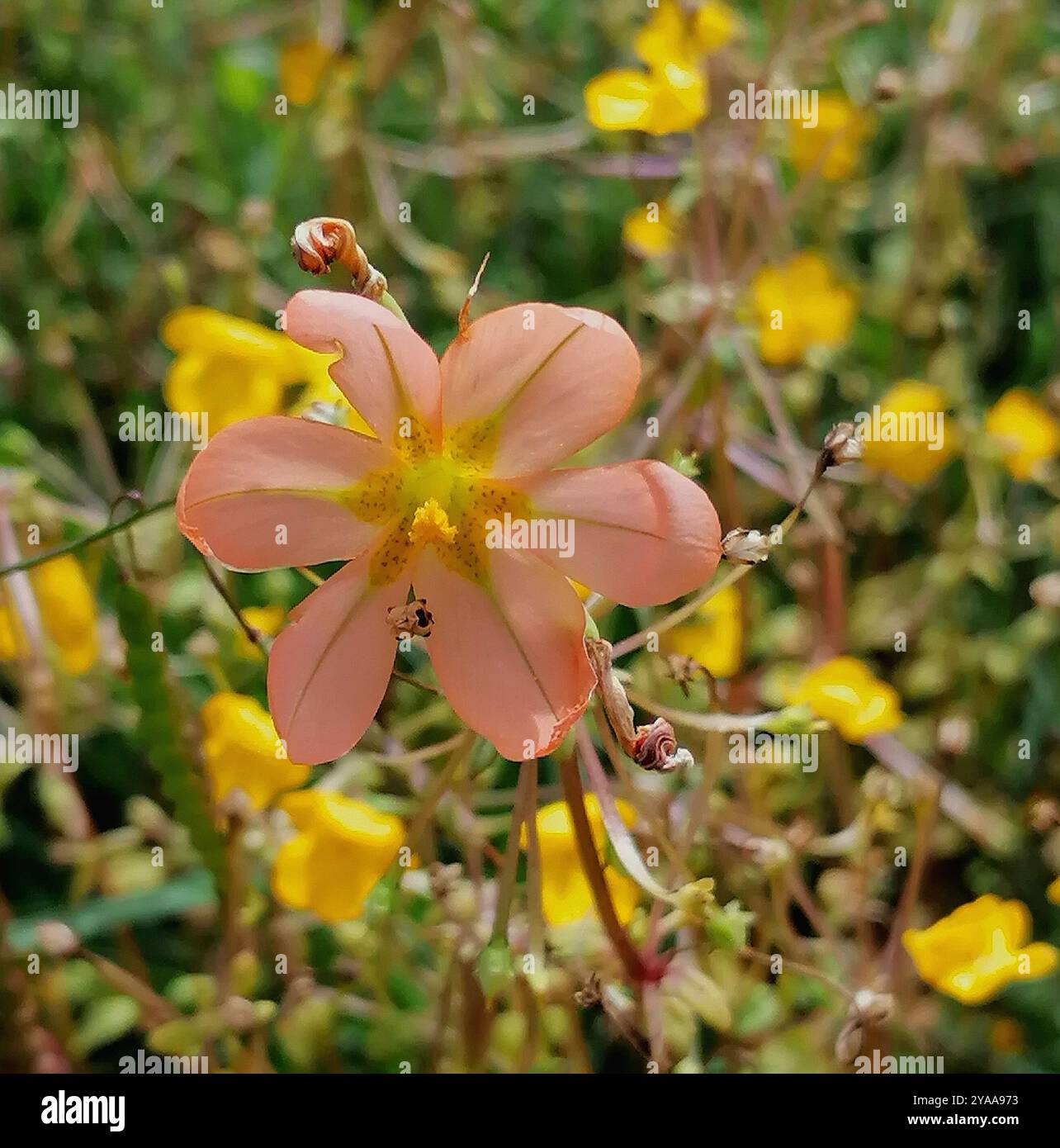 Two-leaved Cape tulip (Moraea miniata) Plantae Stock Photo - Alamy