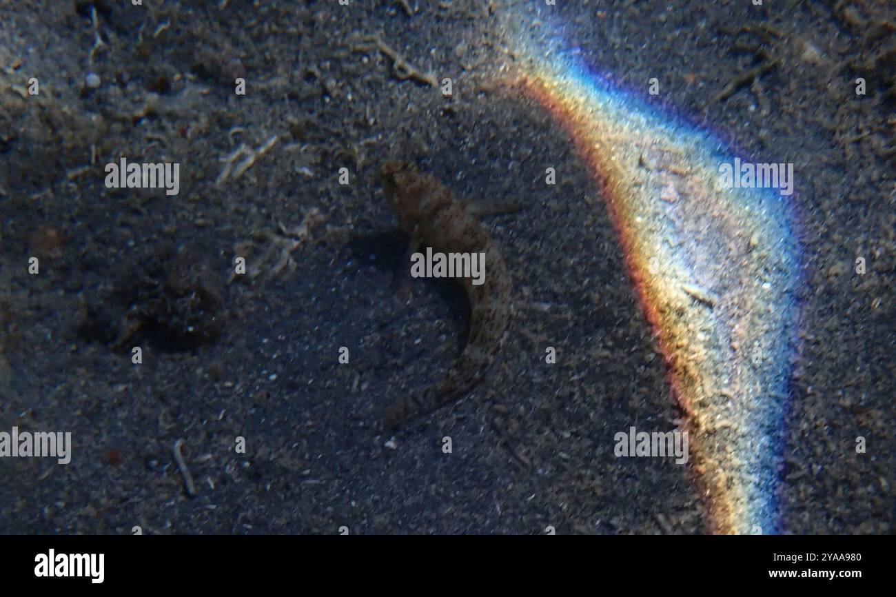 Incognito Goby (Gobius incognitus) Actinopterygii Stock Photo - Alamy