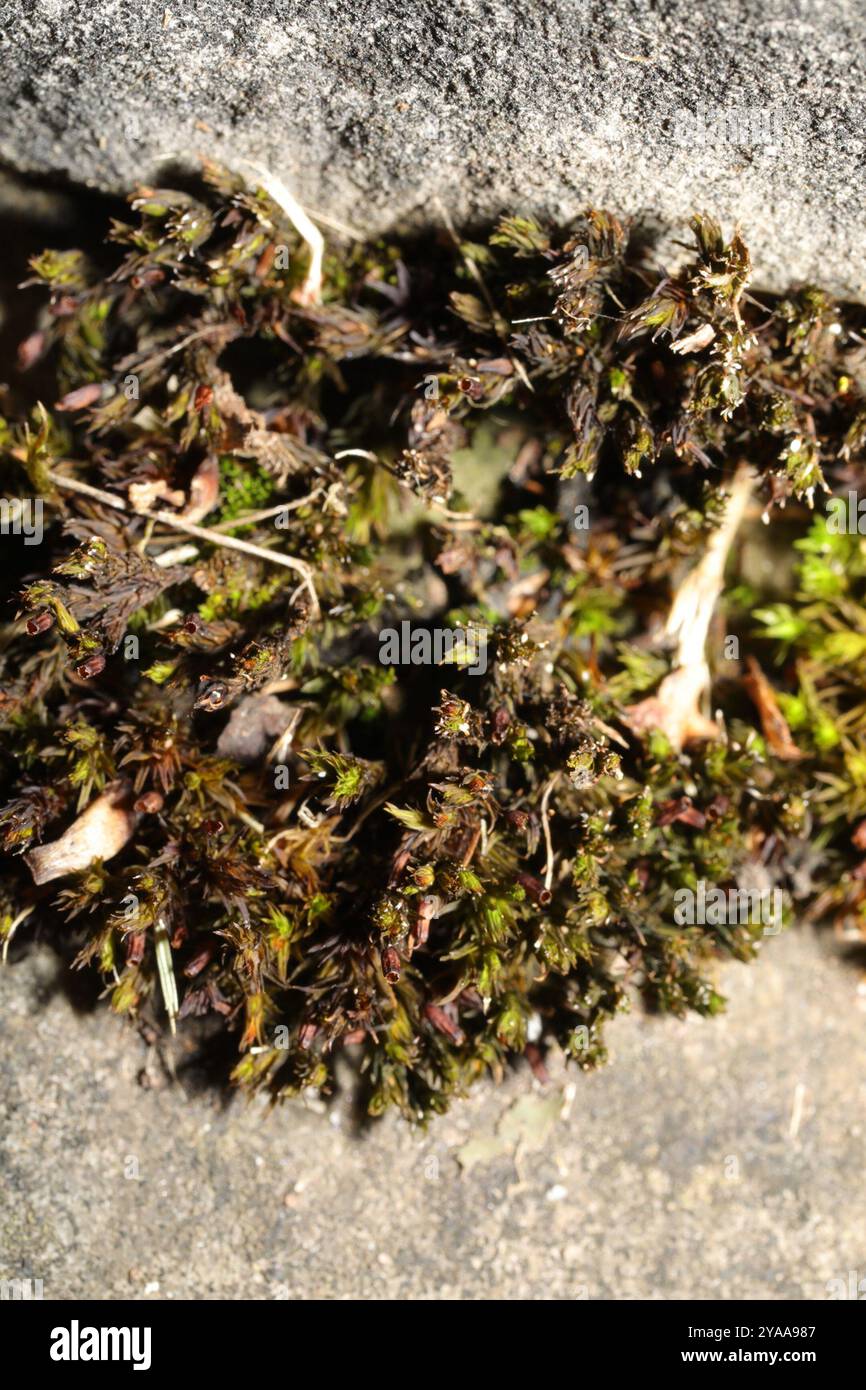 Anomalous Bristle-moss (Orthotrichum anomalum) Plantae Stock Photo - Alamy