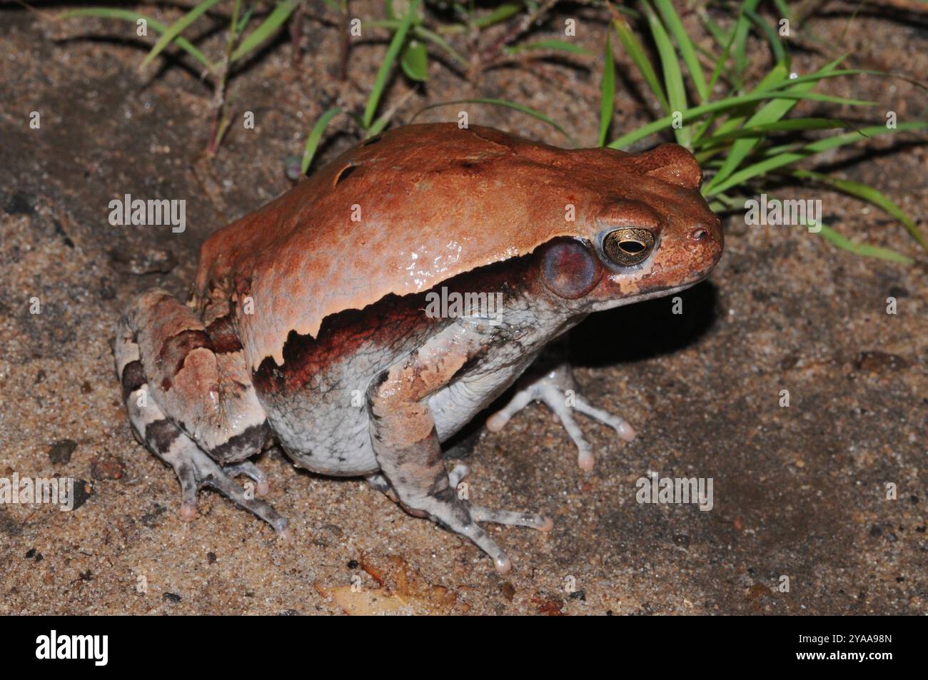 African Red Toad (Schismaderma carens) Amphibia Stock Photo - Alamy