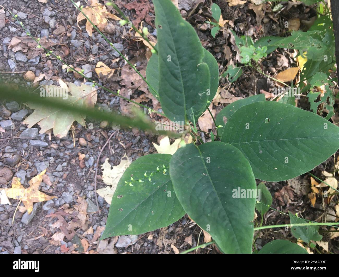 American jumpseed (Persicaria virginiana) Plantae Stock Photo - Alamy