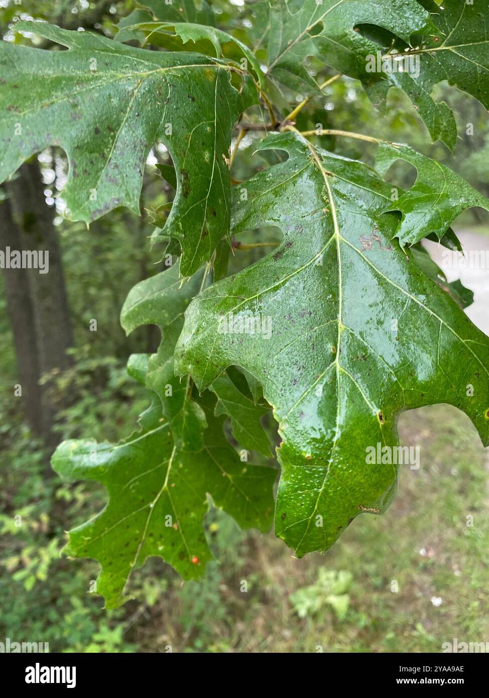 black oak (Quercus velutina) Plantae Stock Photo - Alamy