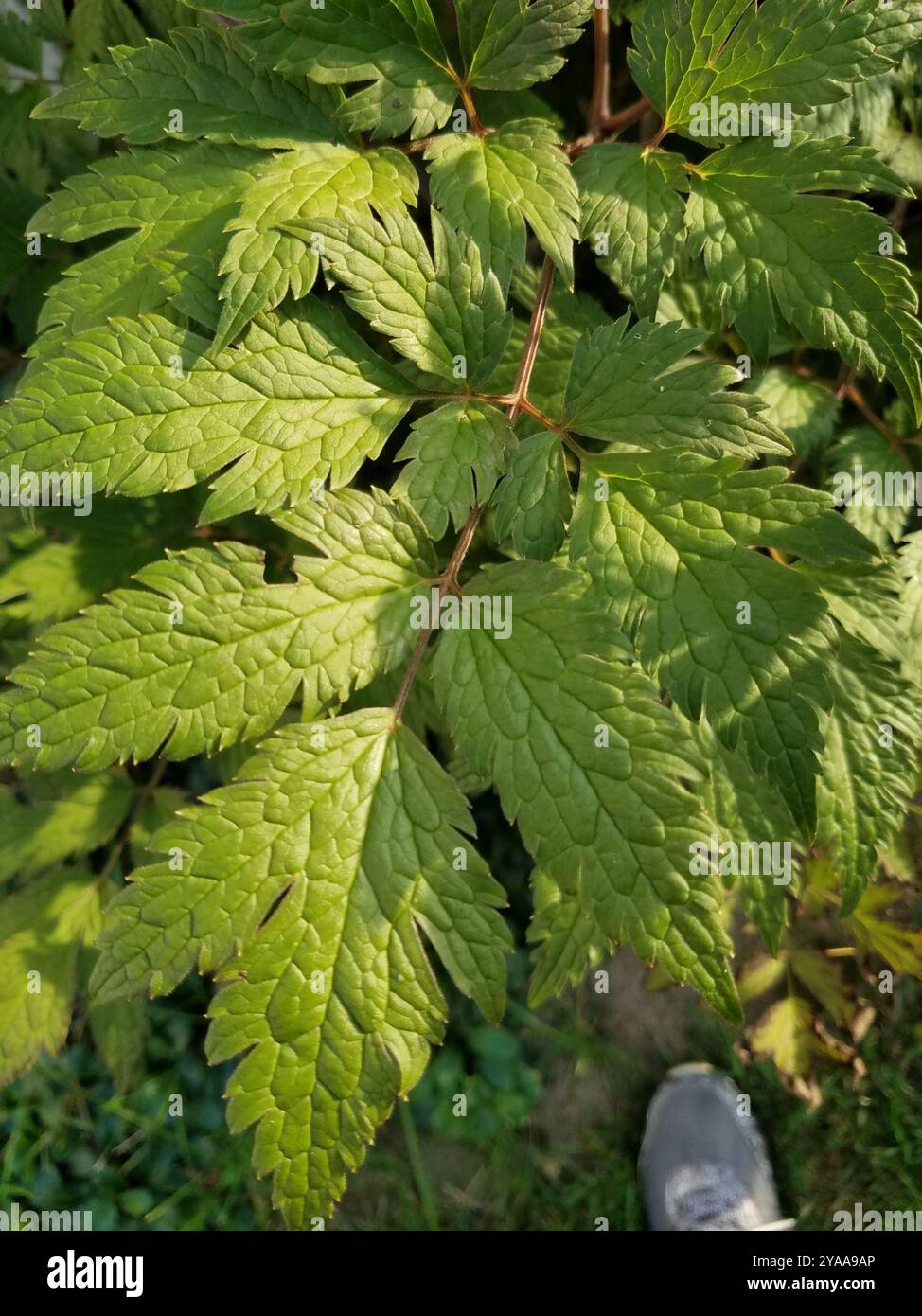 baneberries and cohoshes (Actaea) Plantae Stock Photo - Alamy