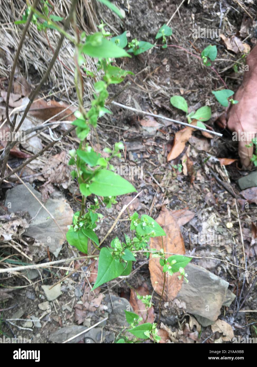 climbing false buckwheat (Fallopia scandens) Plantae Stock Photo - Alamy