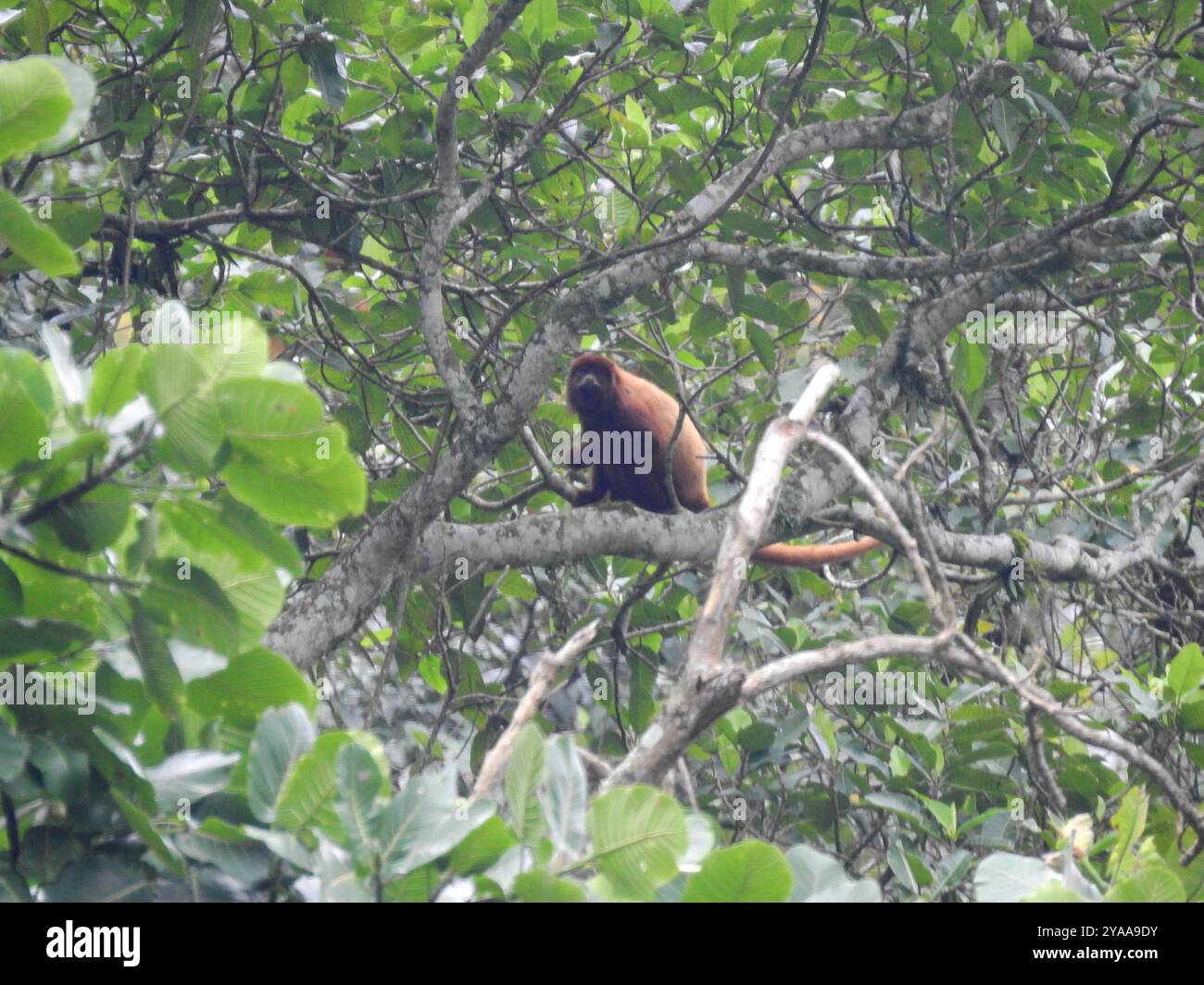 Colombian Red Howler Monkey (Alouatta seniculus) Mammalia Stock Photo ...