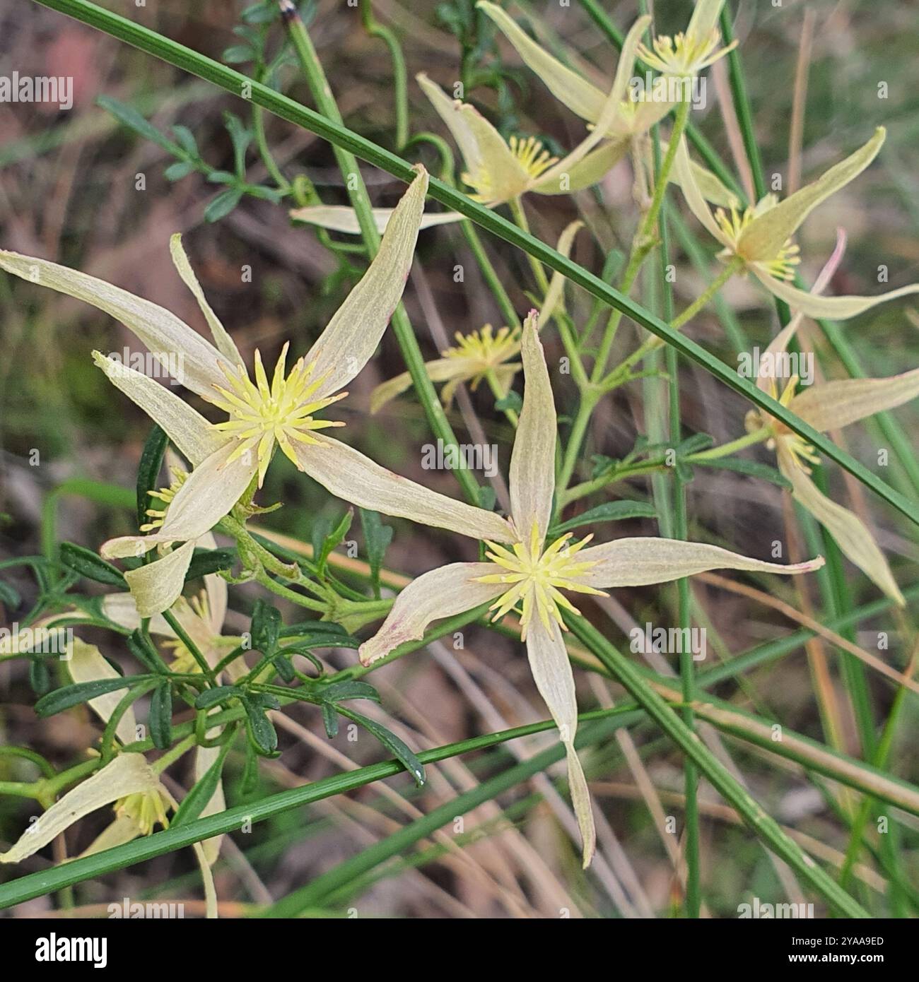 fine-leaved clematis (Clematis leptophylla) Plantae Stock Photo - Alamy