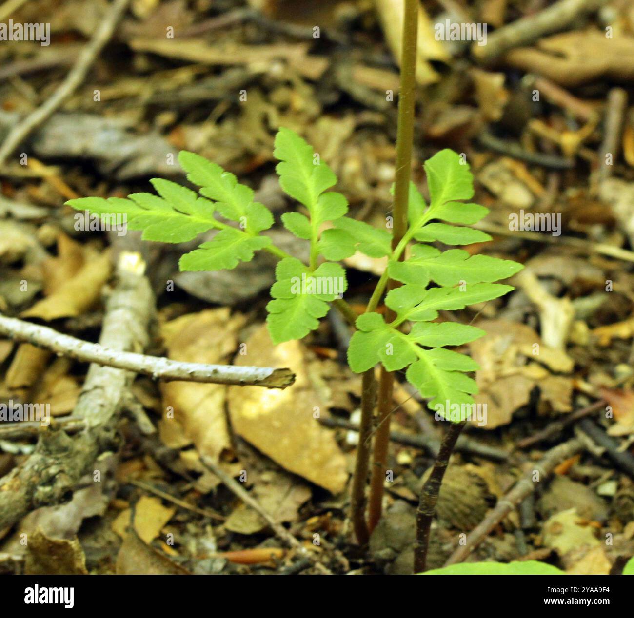 blunt-lobed grapefern (Sceptridium oneidense) Plantae Stock Photo - Alamy