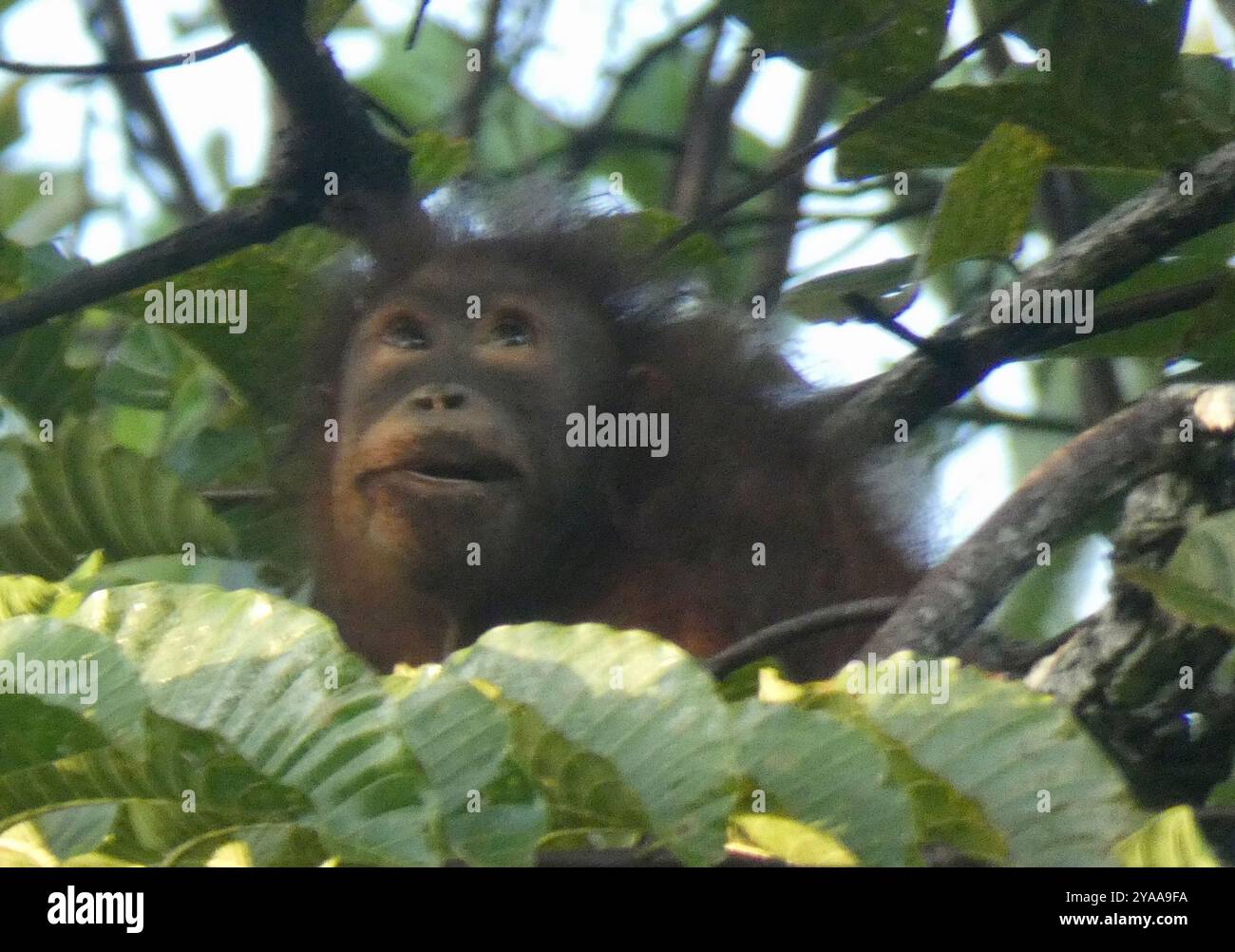 Northeast Bornean Orangutan (Pongo pygmaeus morio) Mammalia Stock Photo ...