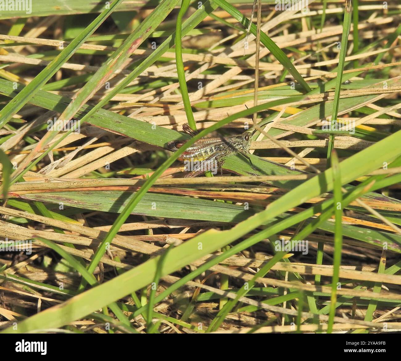 Bow-winged Grasshopper (Chorthippus biguttulus) Insecta Stock Photo - Alamy