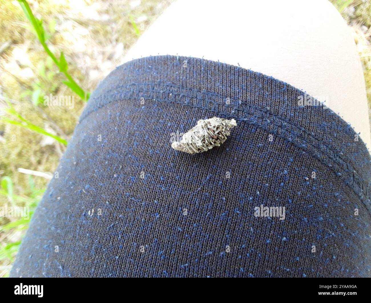 Bagworm Moths (Psychidae) Insecta Stock Photo - Alamy