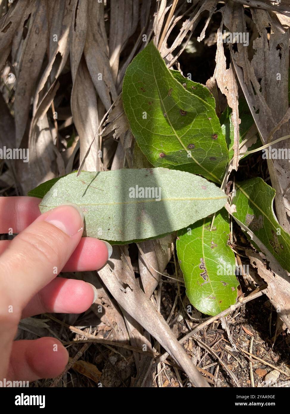Gopher apple (Geobalanus oblongifolius) Plantae Stock Photo - Alamy