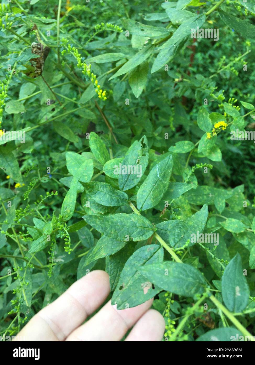 common wrinkle-leaved goldenrod (Solidago rugosa) Plantae Stock Photo ...