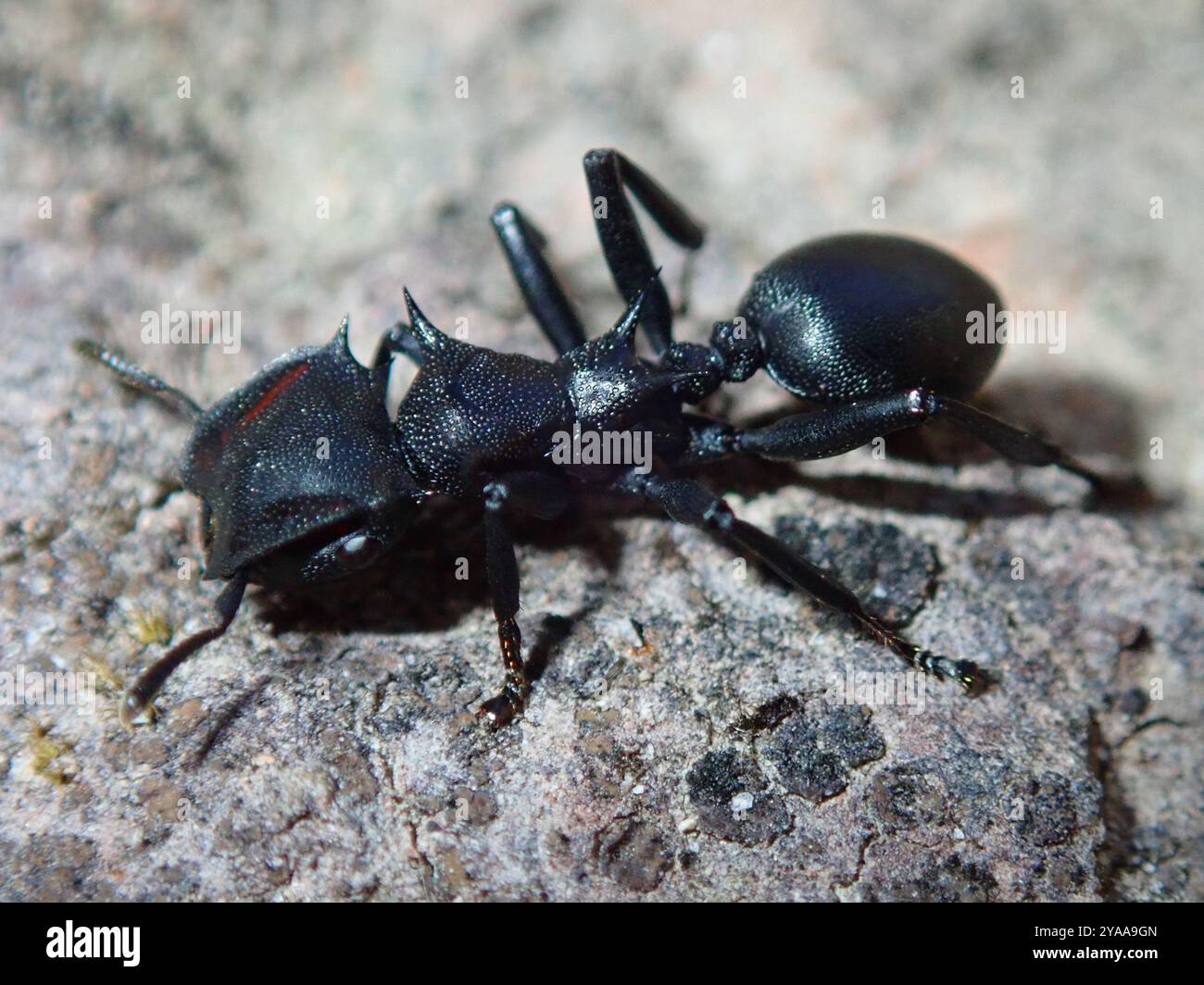 Common Giant Turtle Ant (Cephalotes atratus) Insecta Stock Photo - Alamy