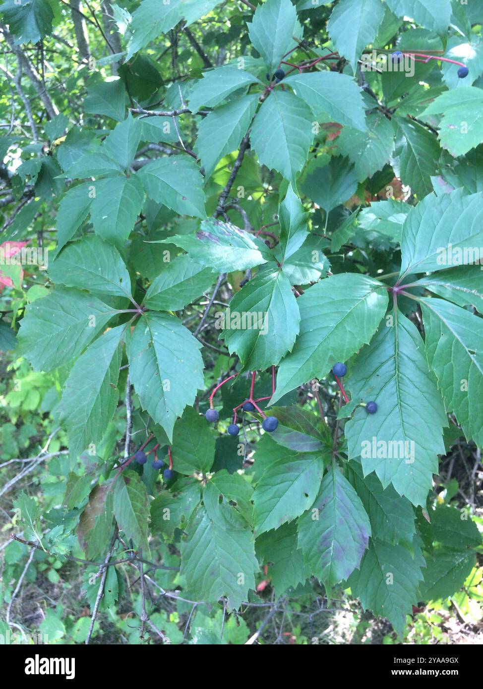 thicket creeper (Parthenocissus inserta) Plantae Stock Photo - Alamy