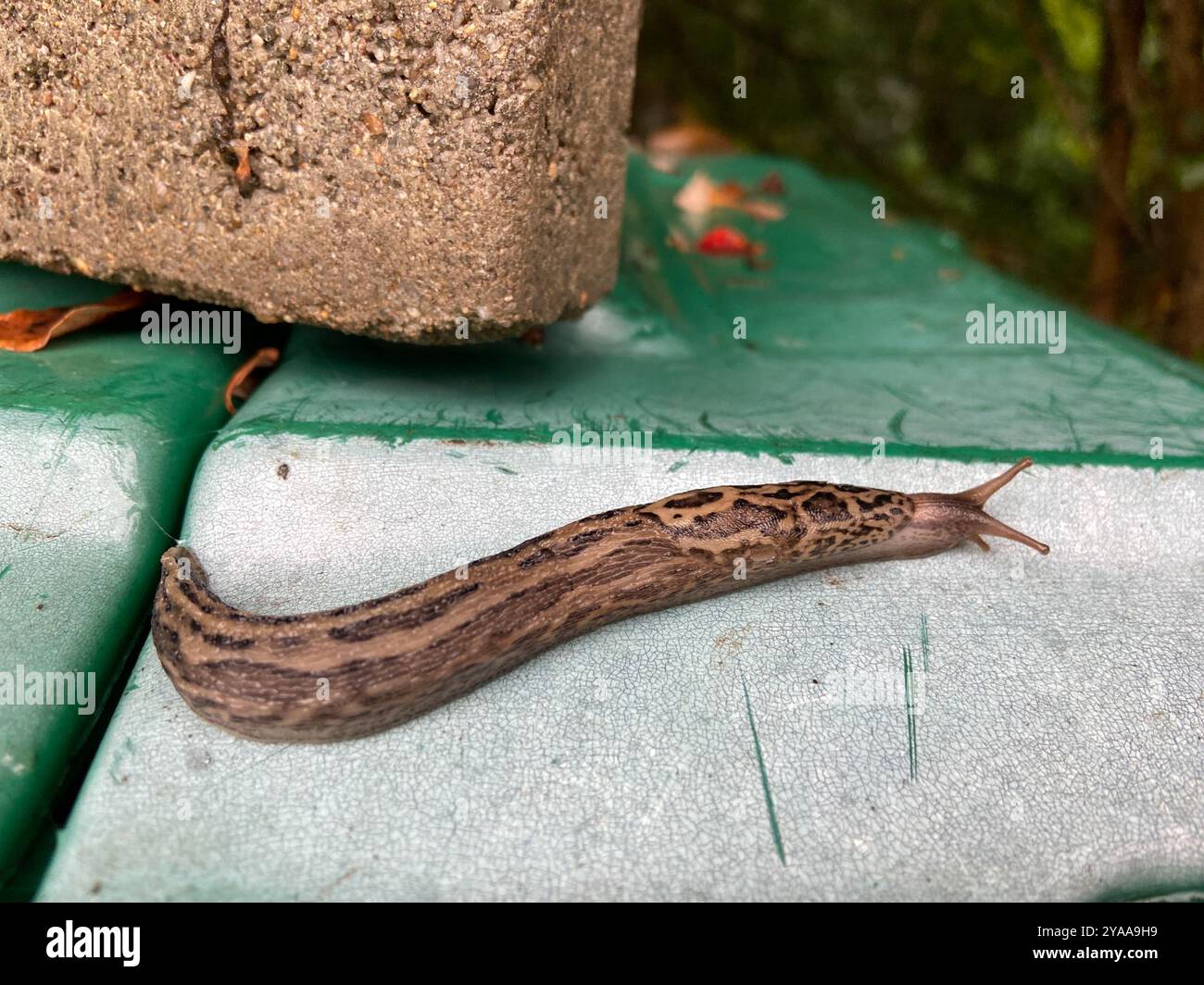 Leopard Slug (Limax maximus) Mollusca Stock Photo - Alamy