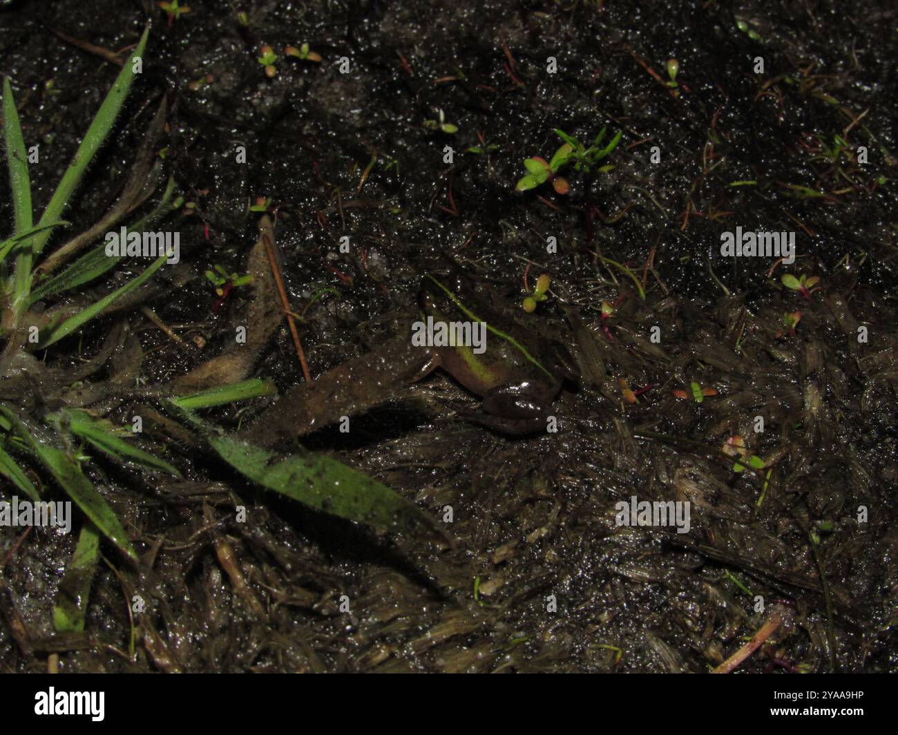 Micro Frog (Microbatrachella capensis) Amphibia Stock Photo - Alamy