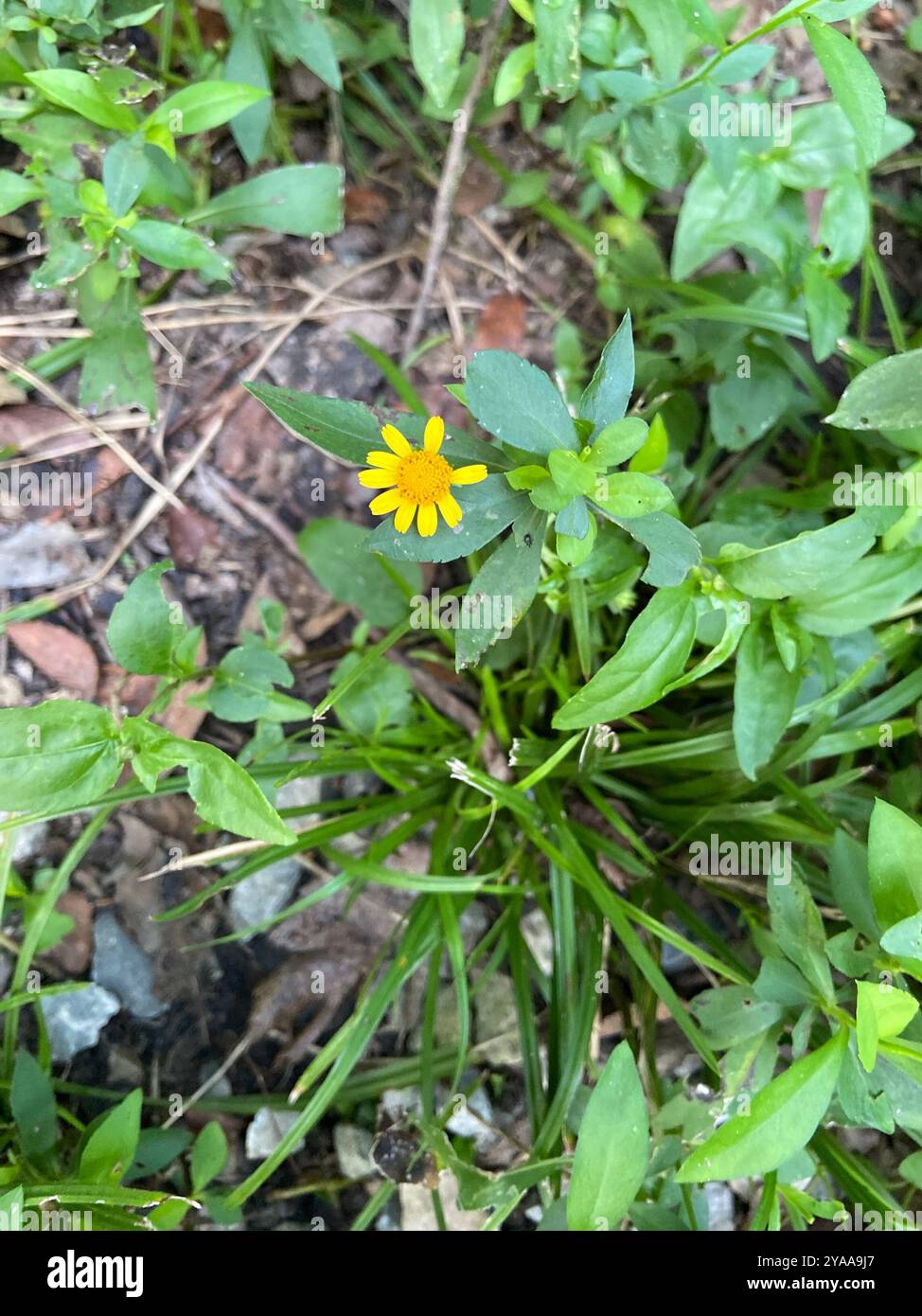 Oppositeleaf Spotflower (Acmella repens) Plantae Stock Photo - Alamy