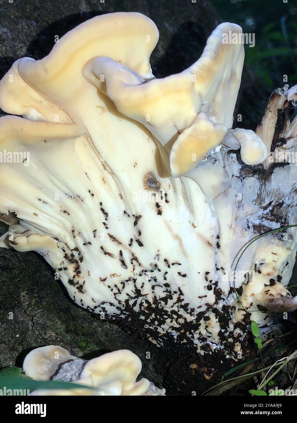 Black-staining Polypore (Meripilus sumstinei) Fungi Stock Photo - Alamy