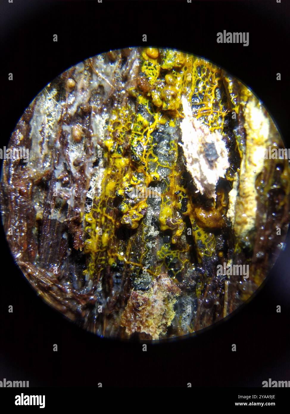 true slime molds (Myxomycetes) Protozoa Stock Photo - Alamy