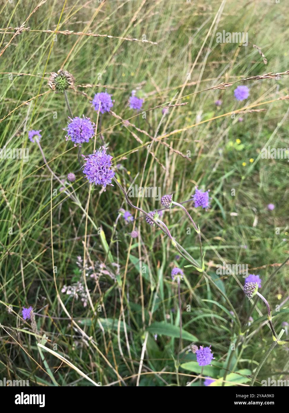 Devil's-bit Scabious (Succisa pratensis) Plantae Stock Photo - Alamy