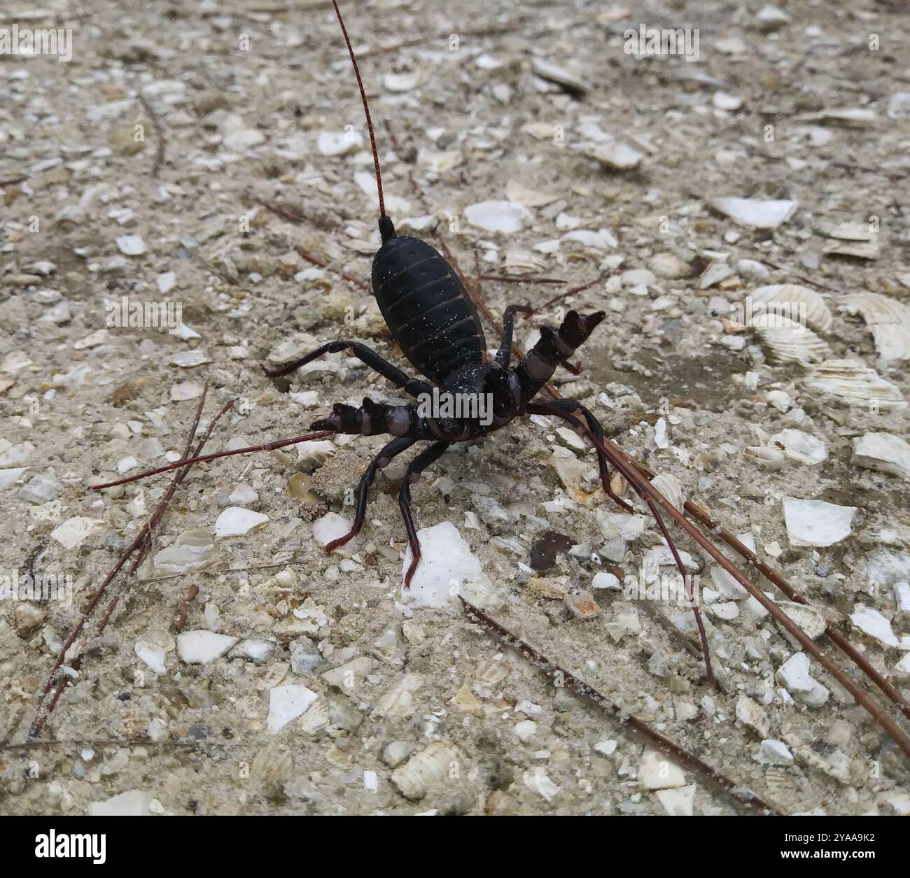 Florida vinegaroon (Mastigoproctus floridanus) Arachnida Stock Photo ...