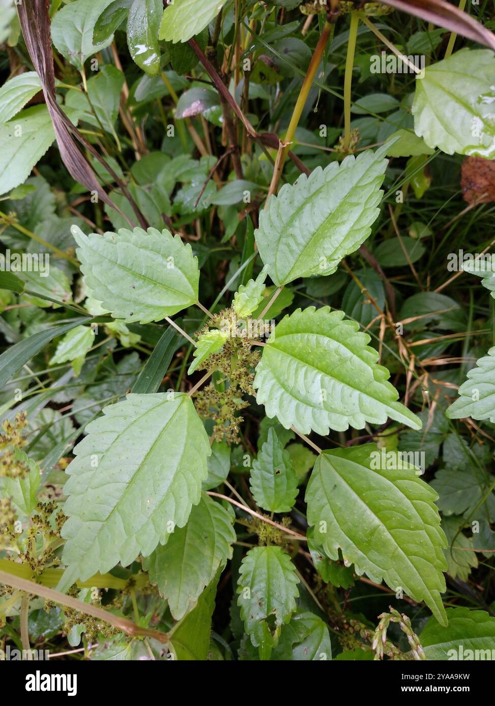 Canada clearweed (Pilea pumila) Plantae Stock Photo - Alamy