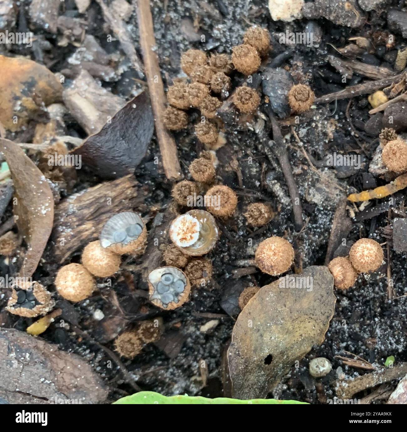 bird's nest fungi (Nidulariaceae) Fungi Stock Photo - Alamy