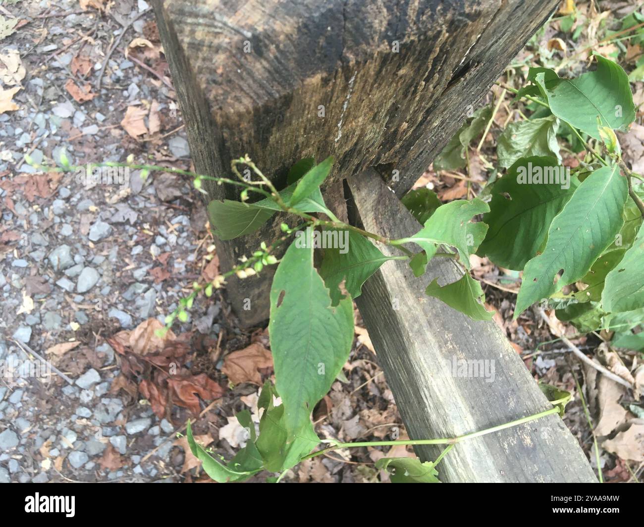 American jumpseed (Persicaria virginiana) Plantae Stock Photo - Alamy