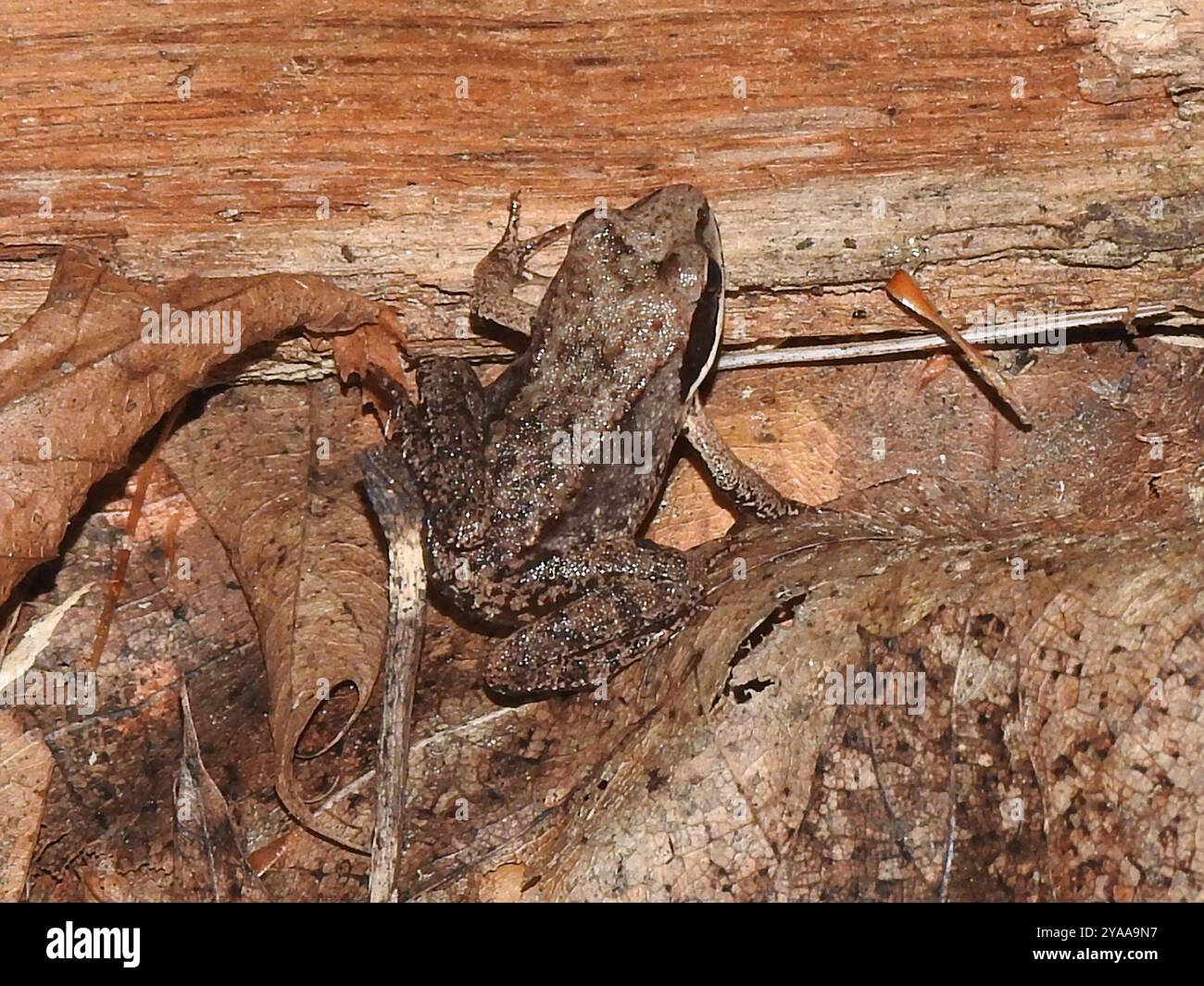 Wood Frog (Lithobates sylvaticus) Amphibia Stock Photo - Alamy