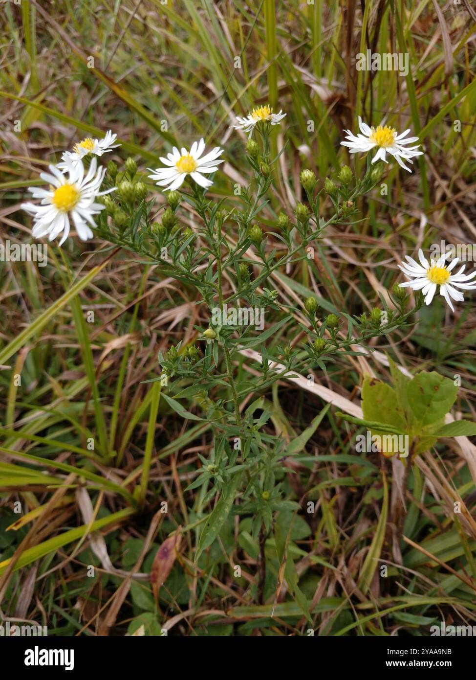 hairy white oldfield aster (Symphyotrichum pilosum) Plantae Stock Photo ...