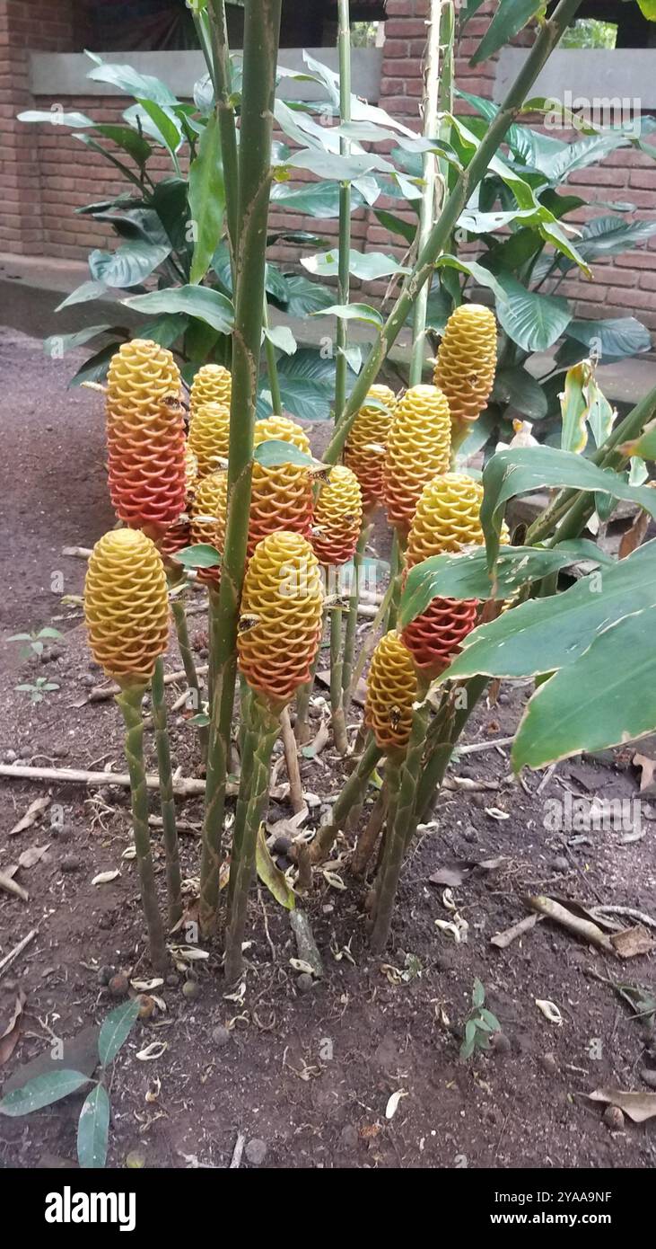 beehive ginger (Zingiber spectabile) Plantae Stock Photo - Alamy