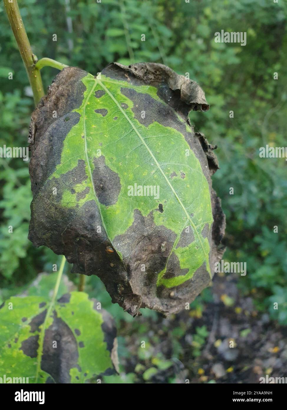 Radiosa hi-res stock photography and images - Alamy