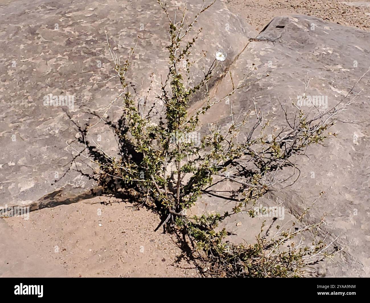 Apache plume (Fallugia paradoxa) Plantae Stock Photo - Alamy