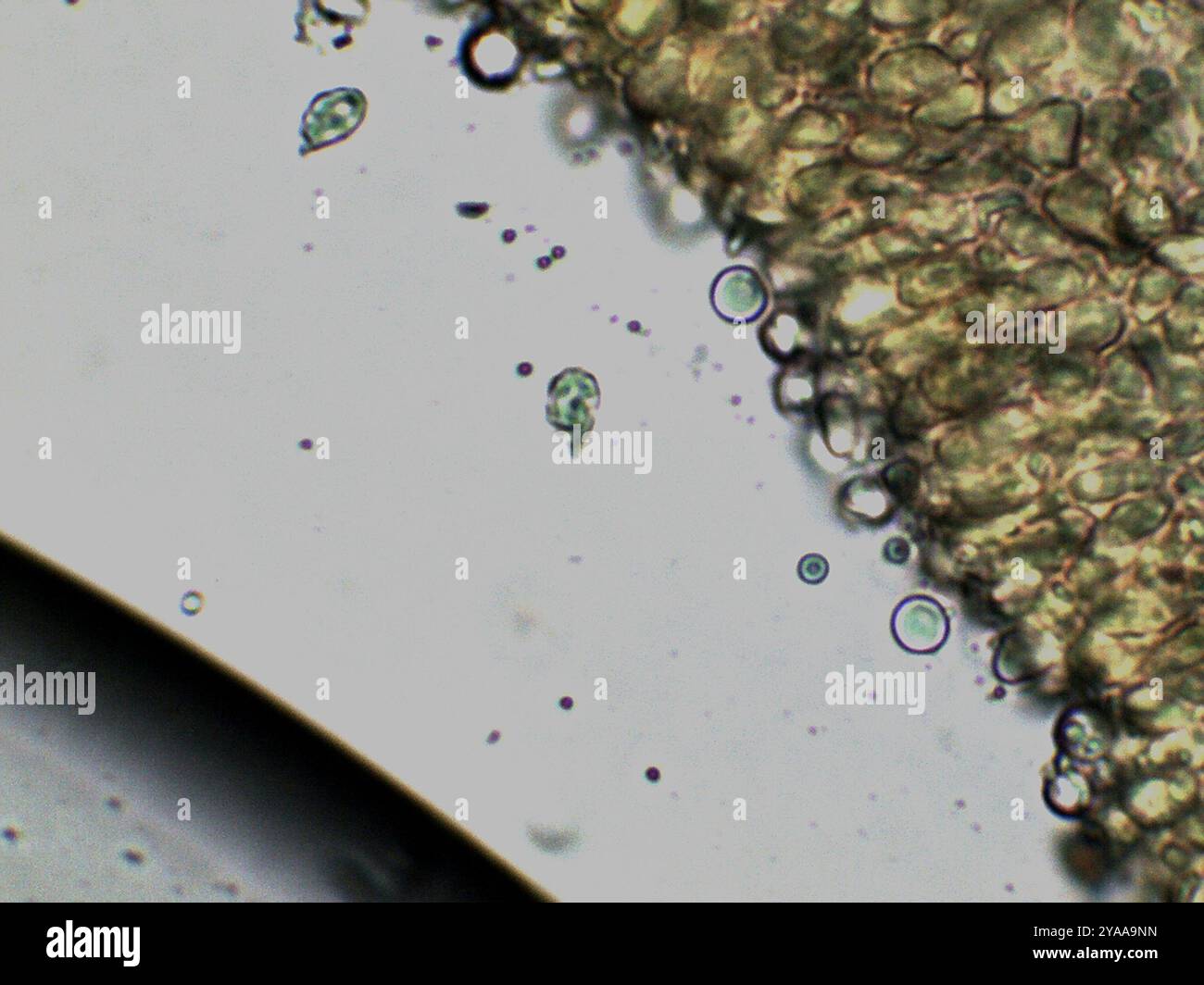 Snapping Bonnet (Mycena vitilis) Fungi Stock Photo - Alamy