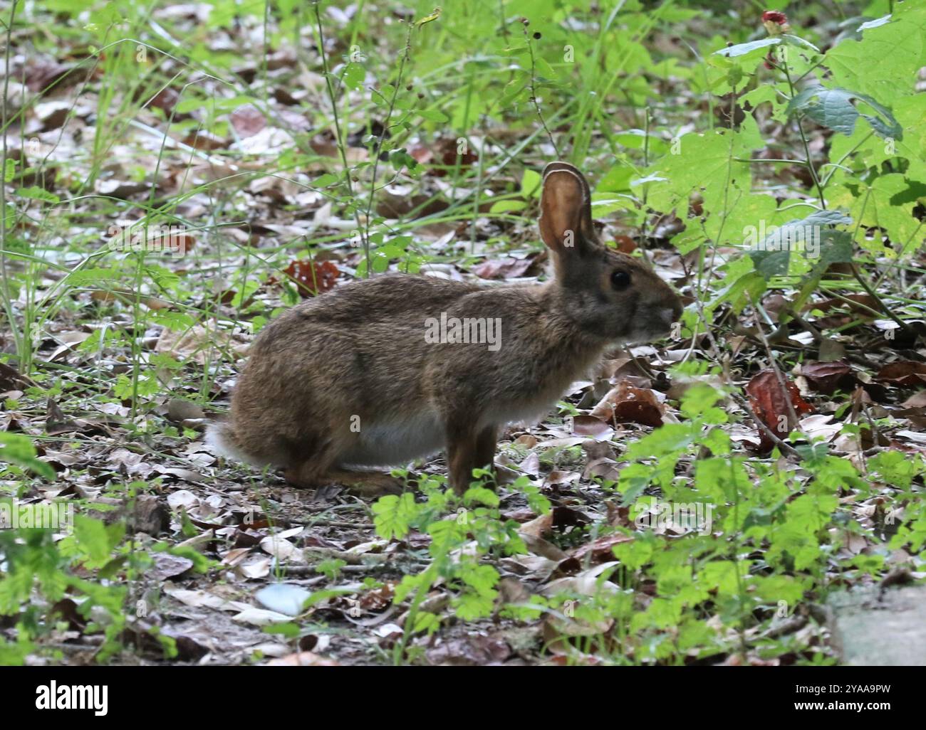 Sylvilagus aquaticus hi-res stock photography and images - Alamy