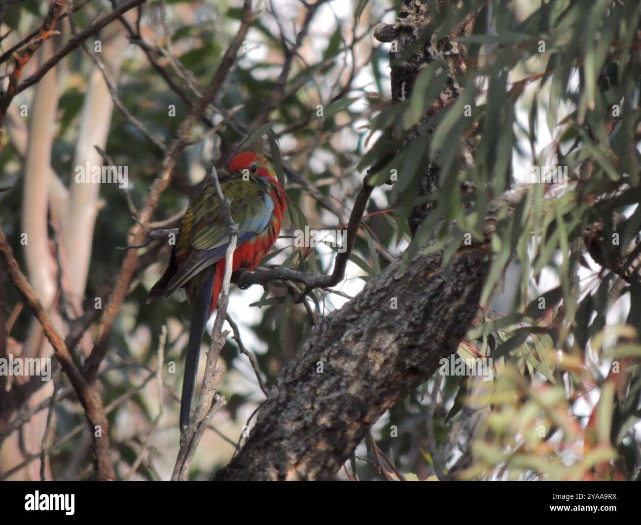 Crimson Rosella (Platycercus elegans) Aves Stock Photo - Alamy