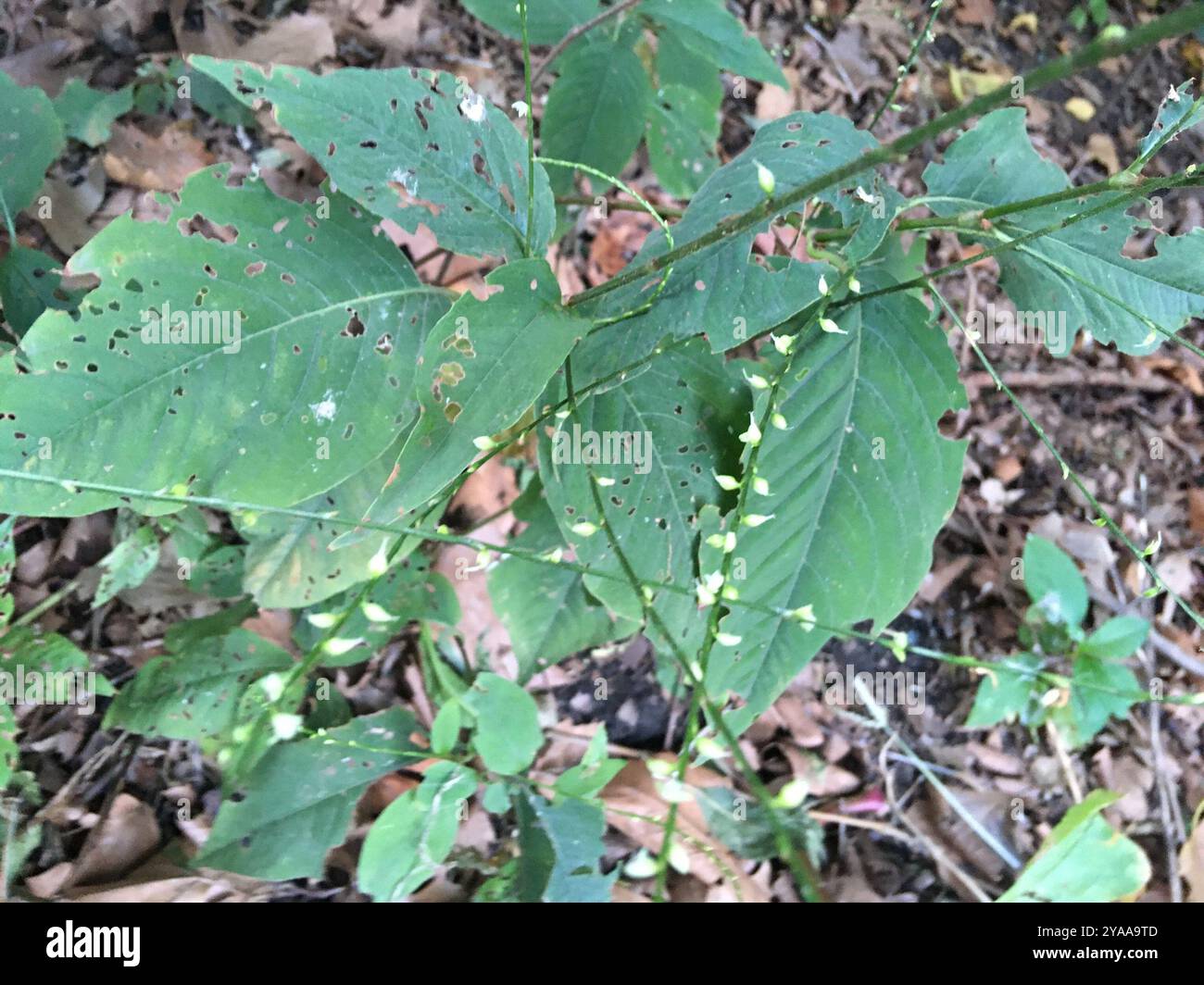 American jumpseed (Persicaria virginiana) Plantae Stock Photo - Alamy