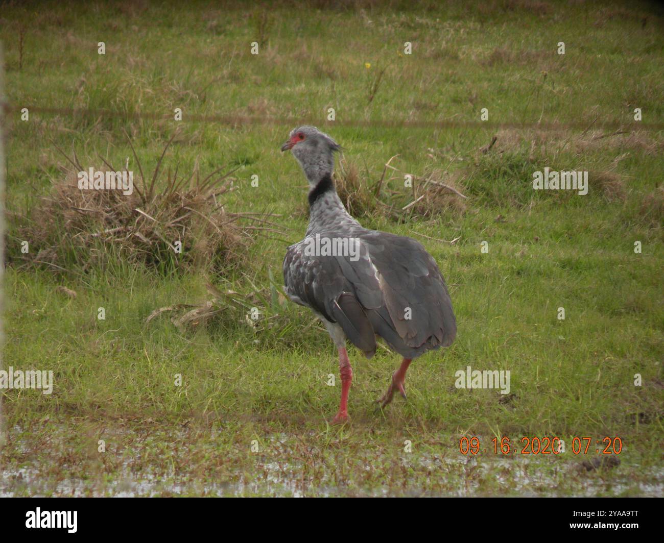 Southern Screamer (Chauna torquata) Aves Stock Photo - Alamy