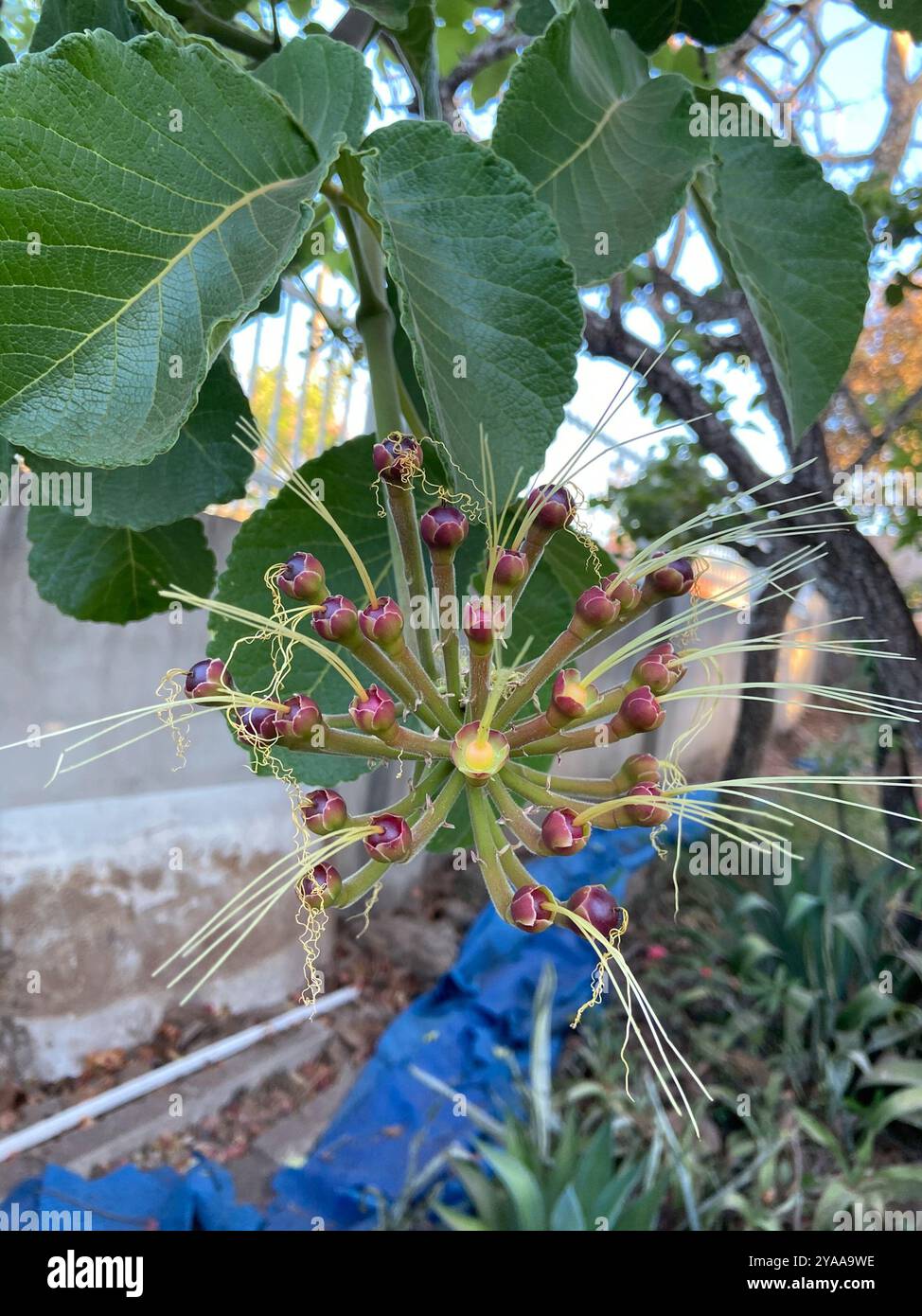 Pekea Nut (Caryocar brasiliense) Plantae Stock Photo - Alamy