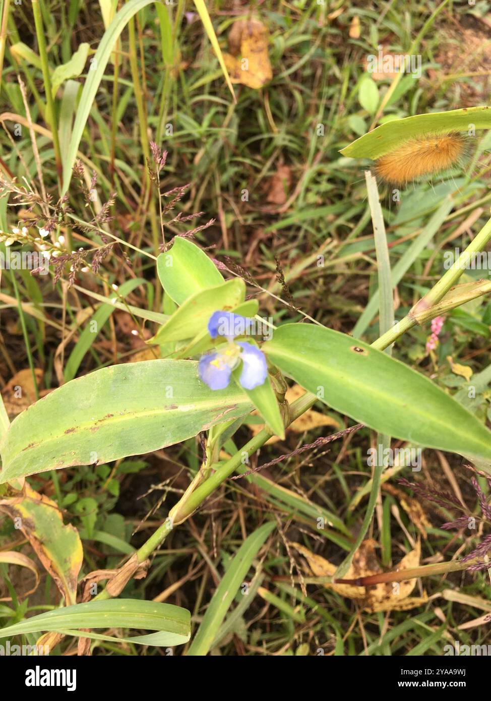 Virginia Dayflower (Commelina virginica) Plantae Stock Photo - Alamy