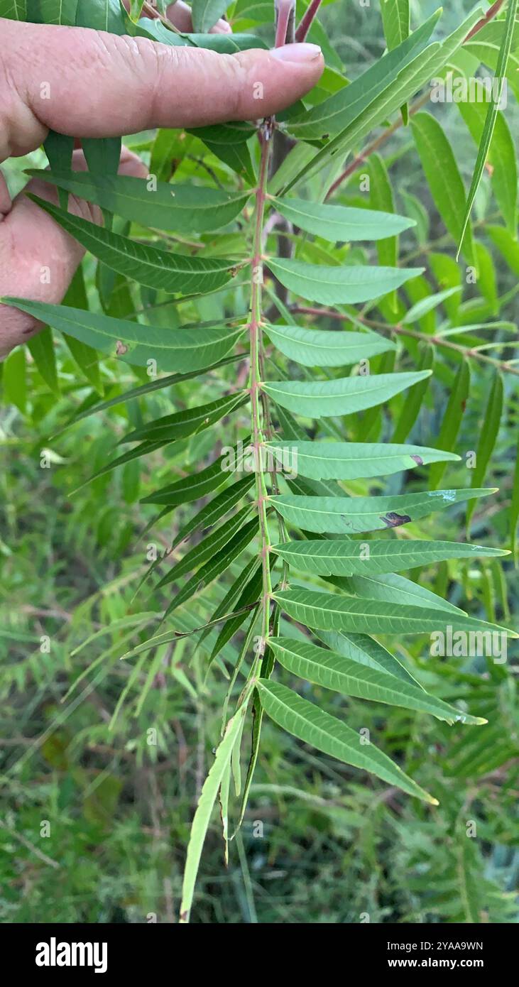 Prairie flameleaf sumac (Rhus lanceolata) Plantae Stock Photo - Alamy
