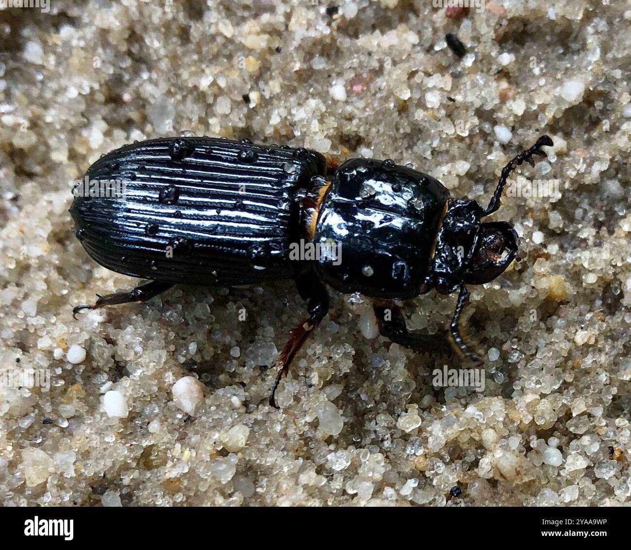 Horned Passalus Beetle (Odontotaenius disjunctus) Insecta Stock Photo ...