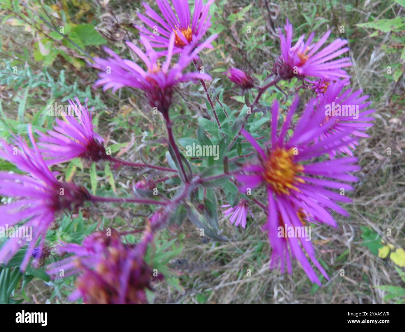 New England aster (Symphyotrichum novae-angliae) Plantae Stock Photo ...