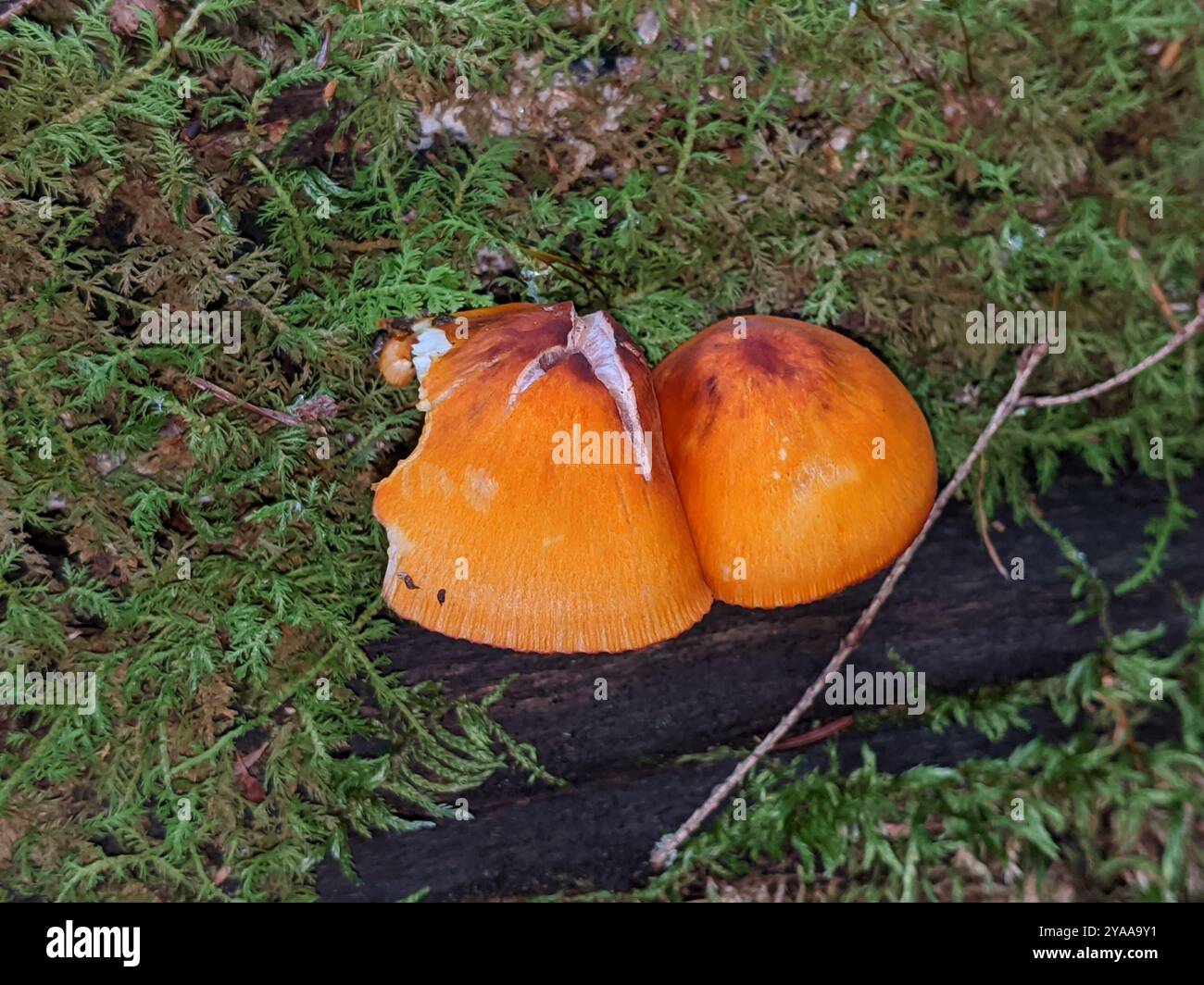 orange mycena (Mycena leaiana) Fungi Stock Photo - Alamy